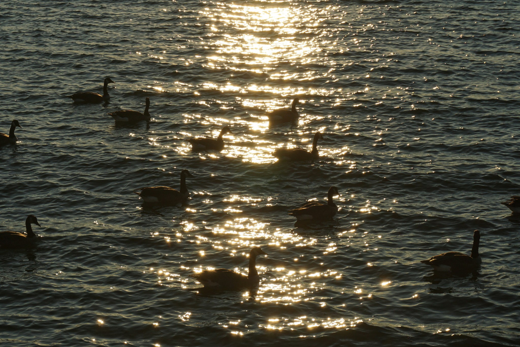 Have Canadian Geese become a NYC Transplant? – Outer Haven